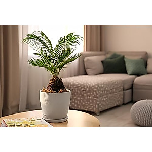 American Plant Exchange Live King Sago Palm Tree, Japanese Sago Palm Tree, Plant Pot for Home and Garden Decor, 6" Pot