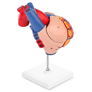SKUMOD 1:1 Human Heart Model, 2-Part Life Size Accurate Numbered Heart Shows 48 Anatomical Internal Structures Medical Heart Model