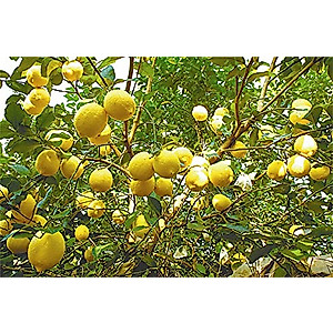 zcbang 20+Pcs Rare Lemon Tree Indoor Outdoor Available Heirloom Fruit Seeds