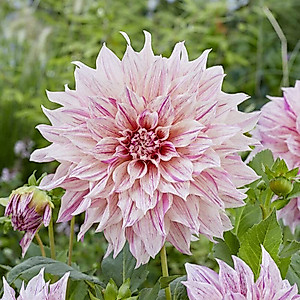 Dahlia Bulbs (Dinnerplate) - Café Au Lait Mix - 10 Bulbs - Mixed Flower Bulbs, Tuber Attracts Pollinators, Easy to Grow & Maintain, Fast Growing, Cut Flower Garden