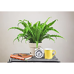 American Plant Exchange Live Japanese Bird’s Nest Fern Plant, Plant Pot for Home and Garden Decor, 6" Pot