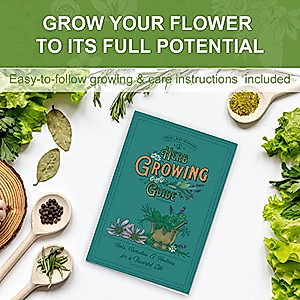 Indoor Herb Grow Kit, 5 Herb Seeds Garden Starter Kit with Complete Planting Kit & Wooden Flower Box, Growing into Basil, Parsley, Rosemary, Thyme, Mint for Kitchen Windowsill Herb Garden DIY