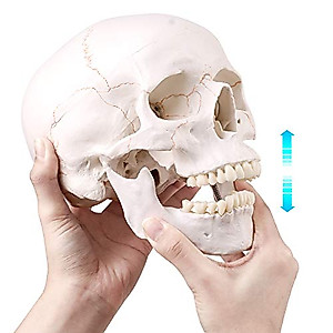 Life Size Human Skull Head Model - Human Skull Anatomical Model Medical Quality, Detached Mandible and Skull Cap - 3 Parts