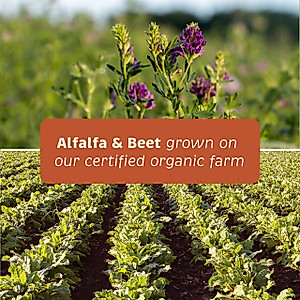 Spirited Paw Joint and Mobility for Dogs - Joint Support Supplement for Dogs - Antioxidant Supplement with Vitamin C & E - Dog Supplement with Glucosamine & Chondroitin - 100 Chewable Wafers