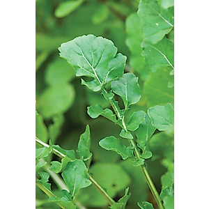 Burpee Rocket Arugula Seeds 2000 seeds