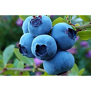 Plantooo 300+ Blueberry Seeds for Planting - Non-GMO - Organic Friut Blueberry Bush Seeds to Plant Garden/Outdoor/Bonsai