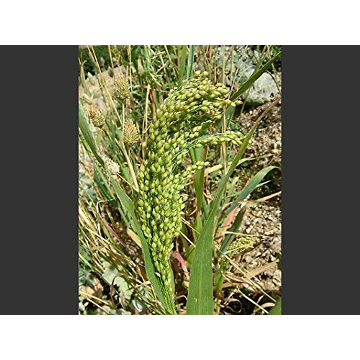 Proso Millet - Makes Great Amounts of Seeds for Birds - Beautiful in The Garden(100 - Seeds)