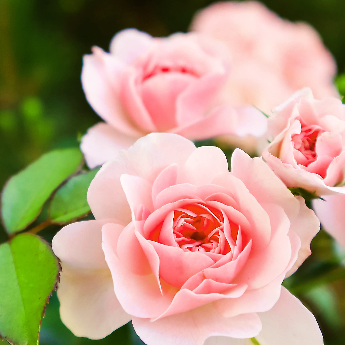 Herbal Essences Rose Hips Smooth Shampoo, 13.5 Fl Oz, 5.527 Fl Oz