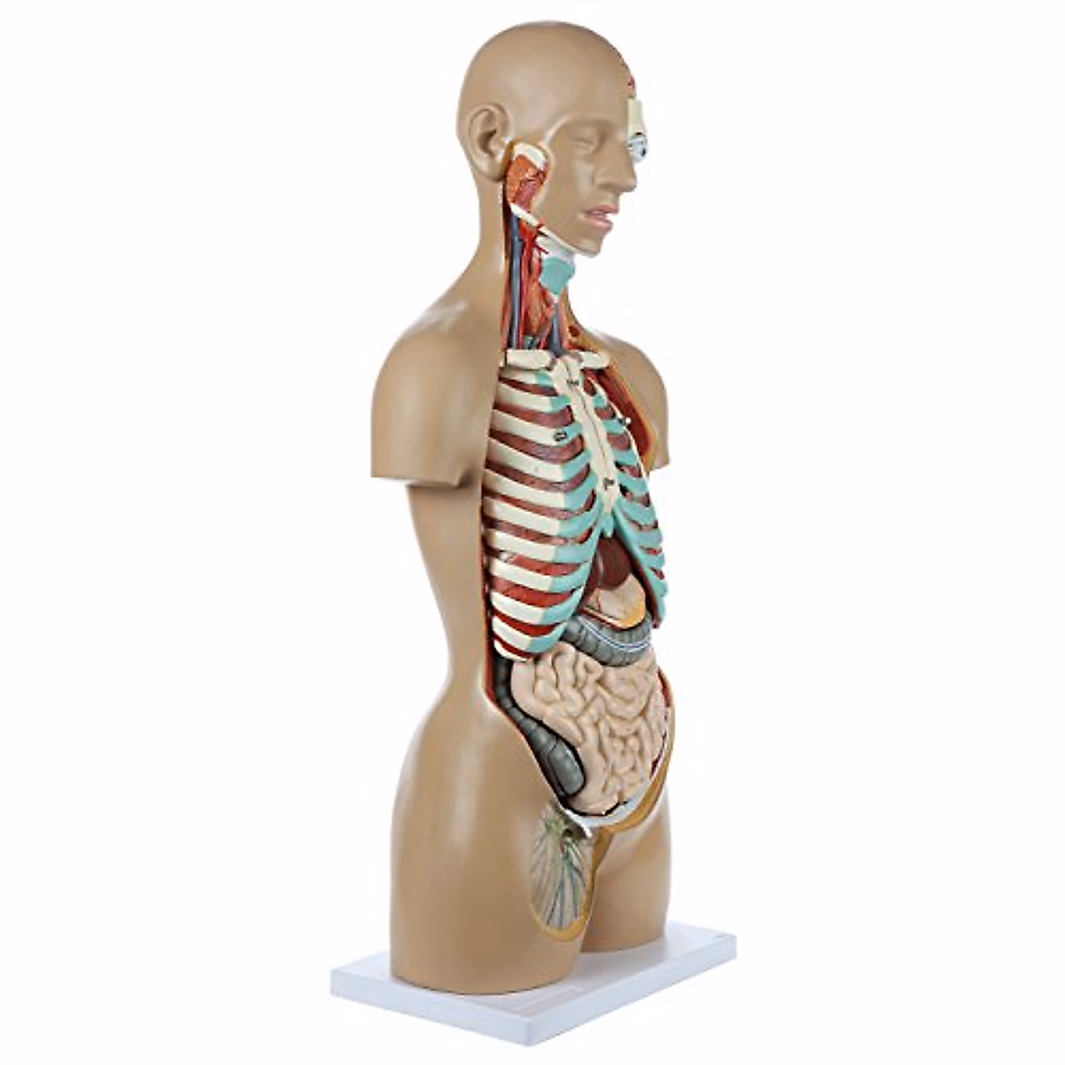 Axis Scientific 18-Part Premium Unisex Human Torso Model | Detailed Life-Size Human Body Model has 18 Removable Human Organs | Includes Detailed Product Manual