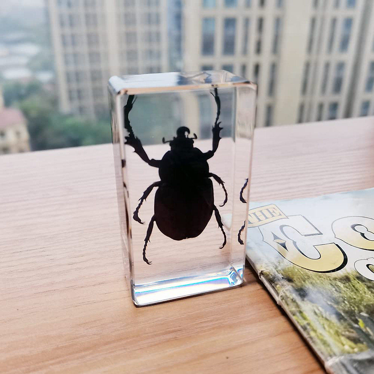 Real Japanese Rhinoceros Beetle Insect Specimens in Resin Paperweight Crafts, Animal Taxidermy Collection for Science Education & Desk Ornament (Japanese Rhinoceros Beetle)