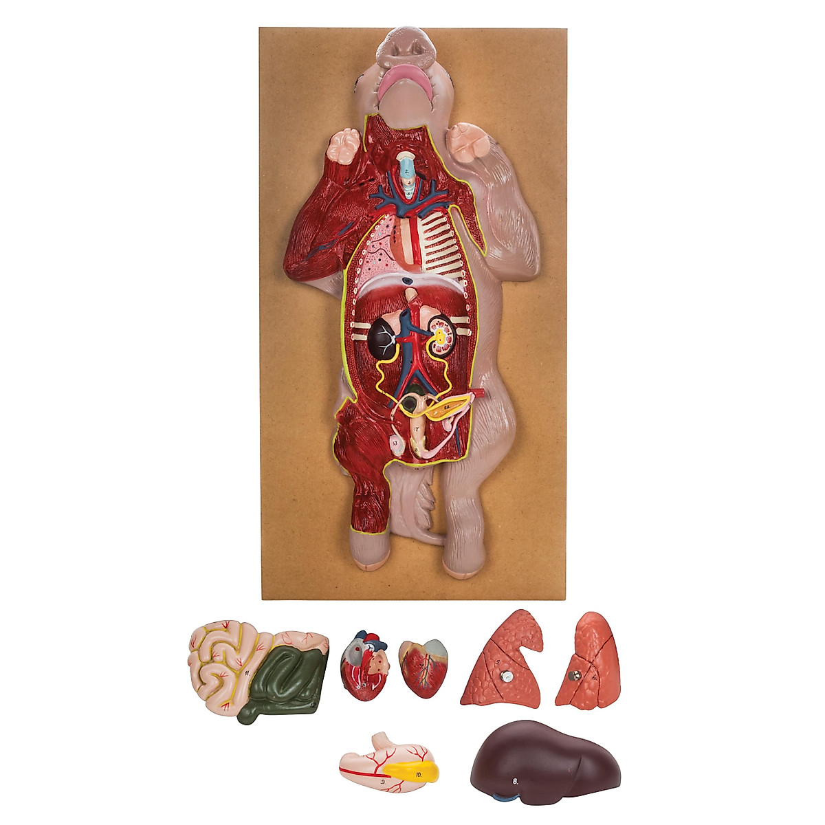 Premium Model Pig Dissection - Eisco Labs