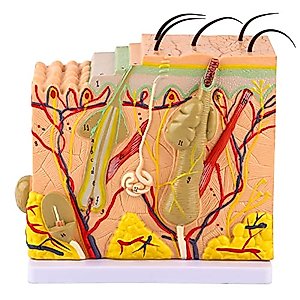 50X Three Dimensional Human Skin Magnified Model an Y Biology Teaching Aid La Supplies 22X20X13 Skin an Y Models Child Friendly Skin Layers Model Ozgkee