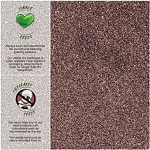 Seed Needs, Spearmint Herb Seeds for Planting (Mentha spicata) Heirloom, Non-GMO & Untreated