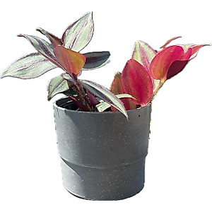 Dark Desire Wandering Jew Purple Live Plant - Unique Houseplants for Easy Indoor Gardens & Home Decor Gifts - Potted Tiny Houseplants 4" inch Grey Pot Included