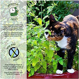 Seed Needs, Catnip Herb Seeds for Planting (Nepeta cataria) Heirloom, Non-GMO & Untreated (1 Pack)