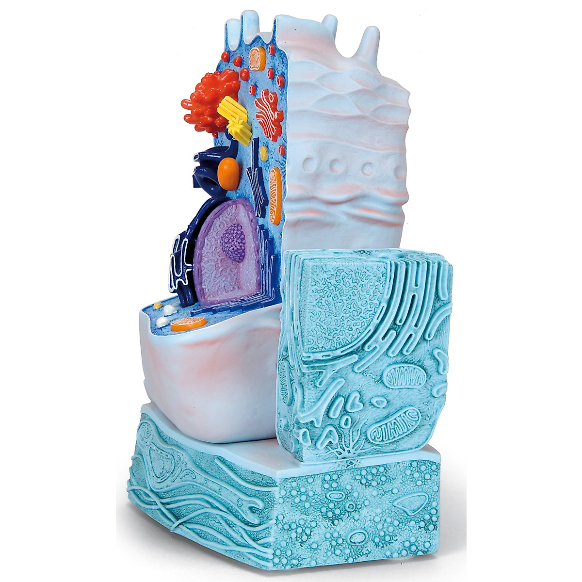 3B Scientific R04 Animal Cell Model, 8.3" x 4.3" x 12.2"