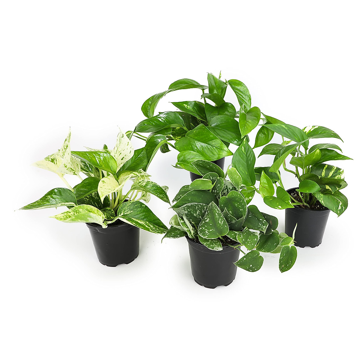 Live Pothos Plants (4PK) Indoor Plants Live Houseplants, Pothos Live Plant House Plants Indoors Live Plants, Money Plant Indoor Pothos Plant Decor, Devils Ivy Trailing Plants Live by Plants for Pets