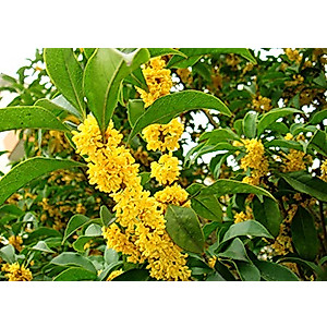 15+ Mixed Osmanthus Flower Seeds Yellow Orange Perennial Tree Shrub Bonsai Fragrant Osmanthus fragrans