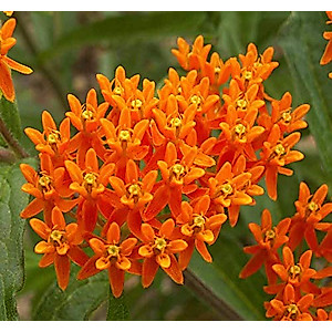 Sow Right Seeds Butterfly Milkweed Seeds; Attract Monarch and Other Butterflies to Your Garden; Non-GMO Heirloom Seeds; Full Instructions for Planting, Wonderful Gardening Gift (3)