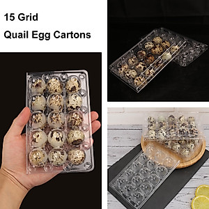 KUKLIPJIM 200 Pack Quail Egg Cartons, Clear Plastic Quail Egg Trays, Holds up to 15 Quail Eggs Securely - Your Ultimate Small Eggs Carton Holders for Bulk Storage and Display