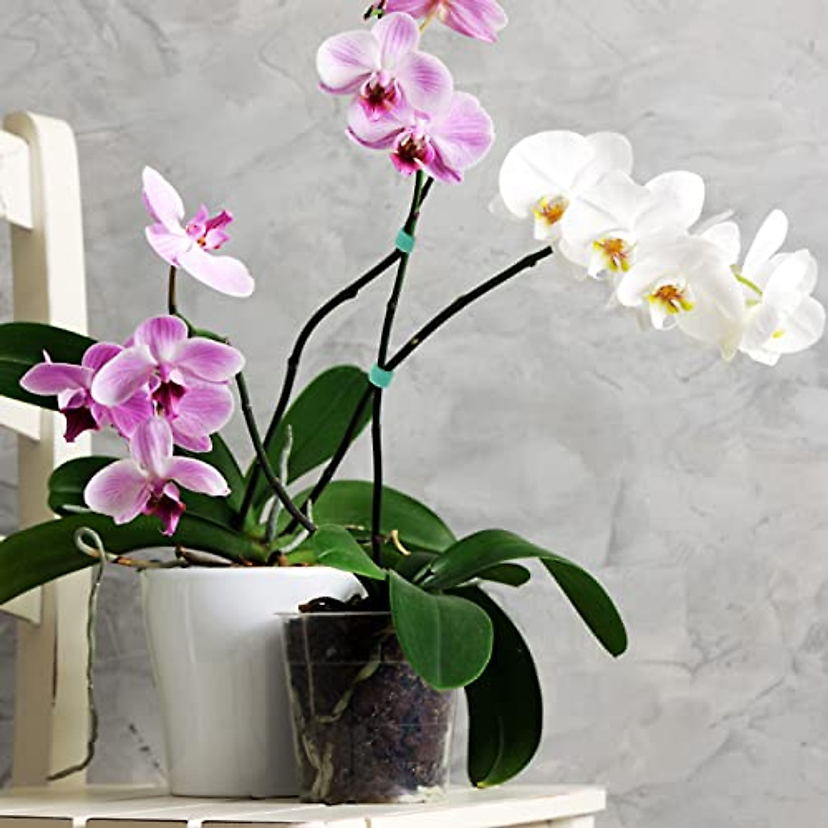 KINGLAKE GARDEN Garden Hook and Loop Tapes,1/2'' Fastening Tape Cable Ties Garden Vines Ties,Soft Plant Twist Tie for Plant Gardening, Home, Office(Total,65.6 Feet)