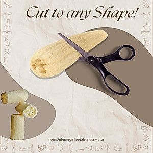 One Whole Egyptian Loofah 100% Natural SPA Beauty Bath Sponge Body Scrubber Puff. Premium Quality Lofa Loofa Luffa Loffa for exfoliating Your Skin.