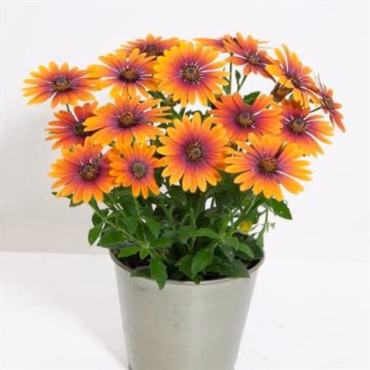 CHUXAY GARDEN Pink Orange Osteospermum-'Serenity Bronze'African Daisies 25 Seeds Annual Flowering Plant Bloom Summer and Fall Beautiful Flower Grows in Garden and pots