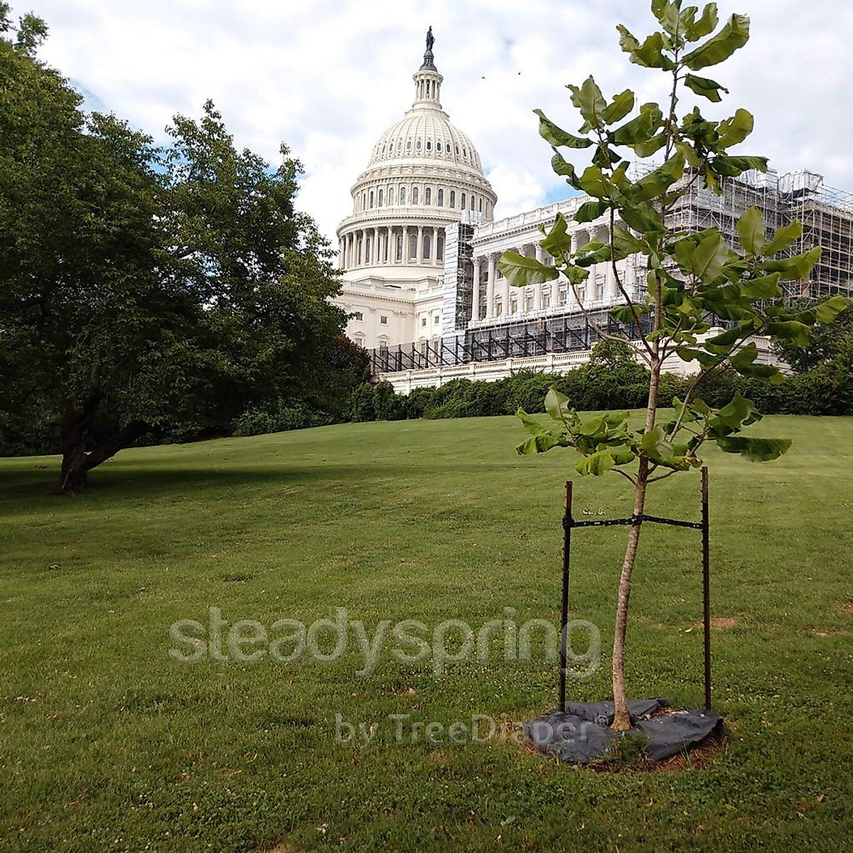 SteadySpring 24" Smart 30-Day Tree Watering Mat - AUTO Refills with RAIN and Slow Releases As Plant Needs - for Root Balls 11" - 15" Dia Slow Release Technology Prevents Over and Under Watering (1)