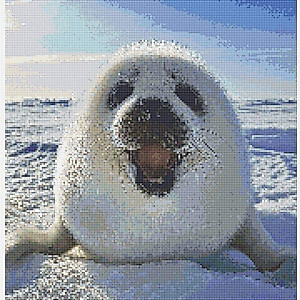 Adults Kids,Craft Rhinestone with Diamonds Set Arts Decor Happy White Seal Fish 11.8x11.8in 1 Pack by SAROW c