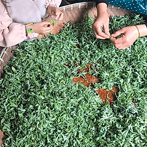 MiralandBerry Dried Mugwort Tea, 20 Individually Wrapped Sachets, Hand Picked Tea Leaves