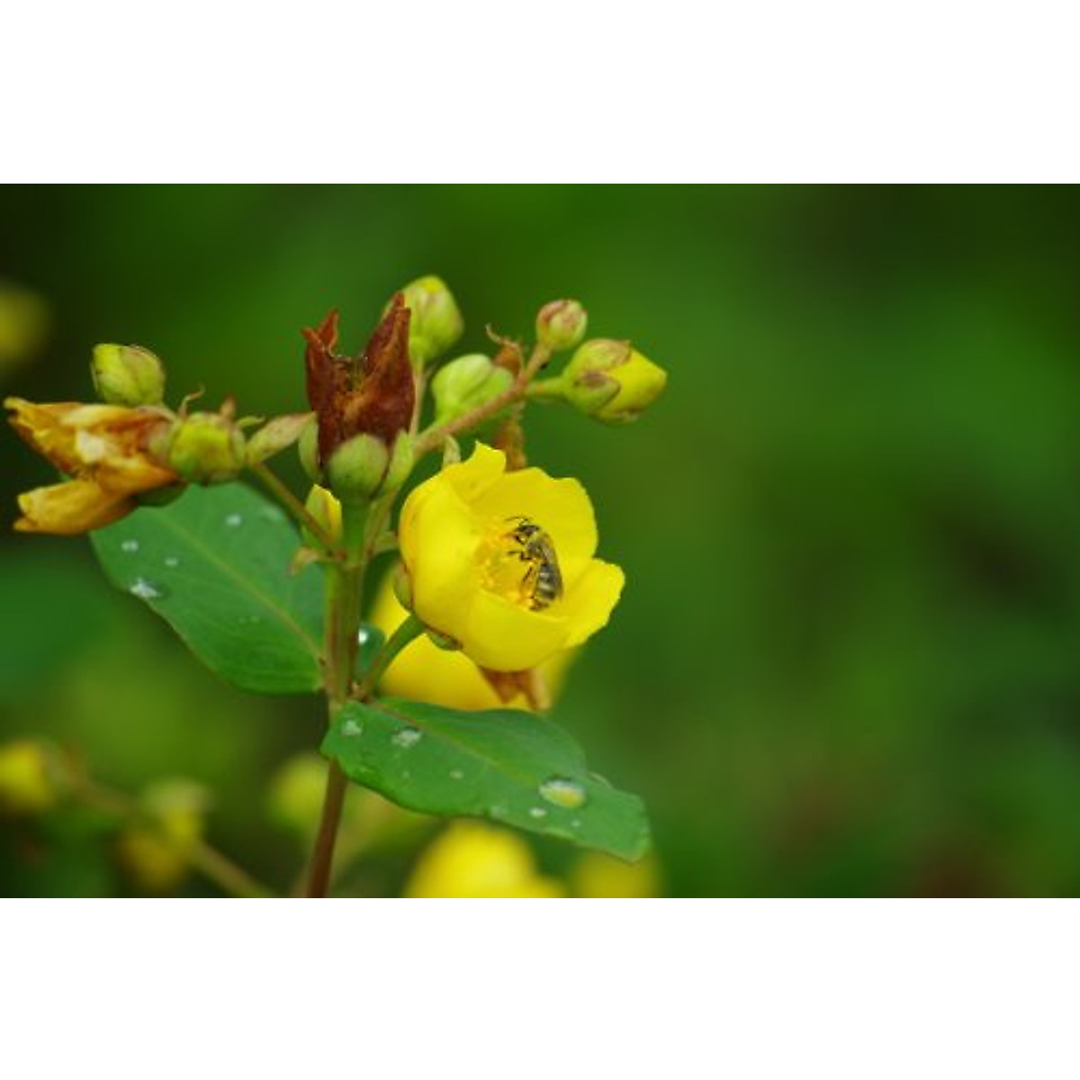 Pentax K-50 DSLR Camera with 18-55mm WR and 55-300mm Lenses - International Version