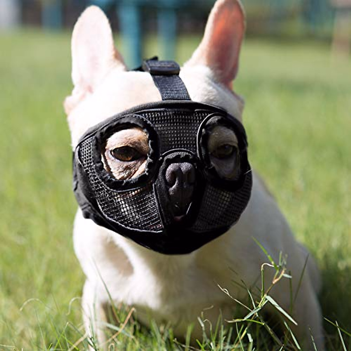 JYHY Short Snout Dog Muzzles- Adjustable Breathable Mesh Bulldog Muzzle for Biting Chewing Barking Training Dog Mask,Black(Eyehole) M