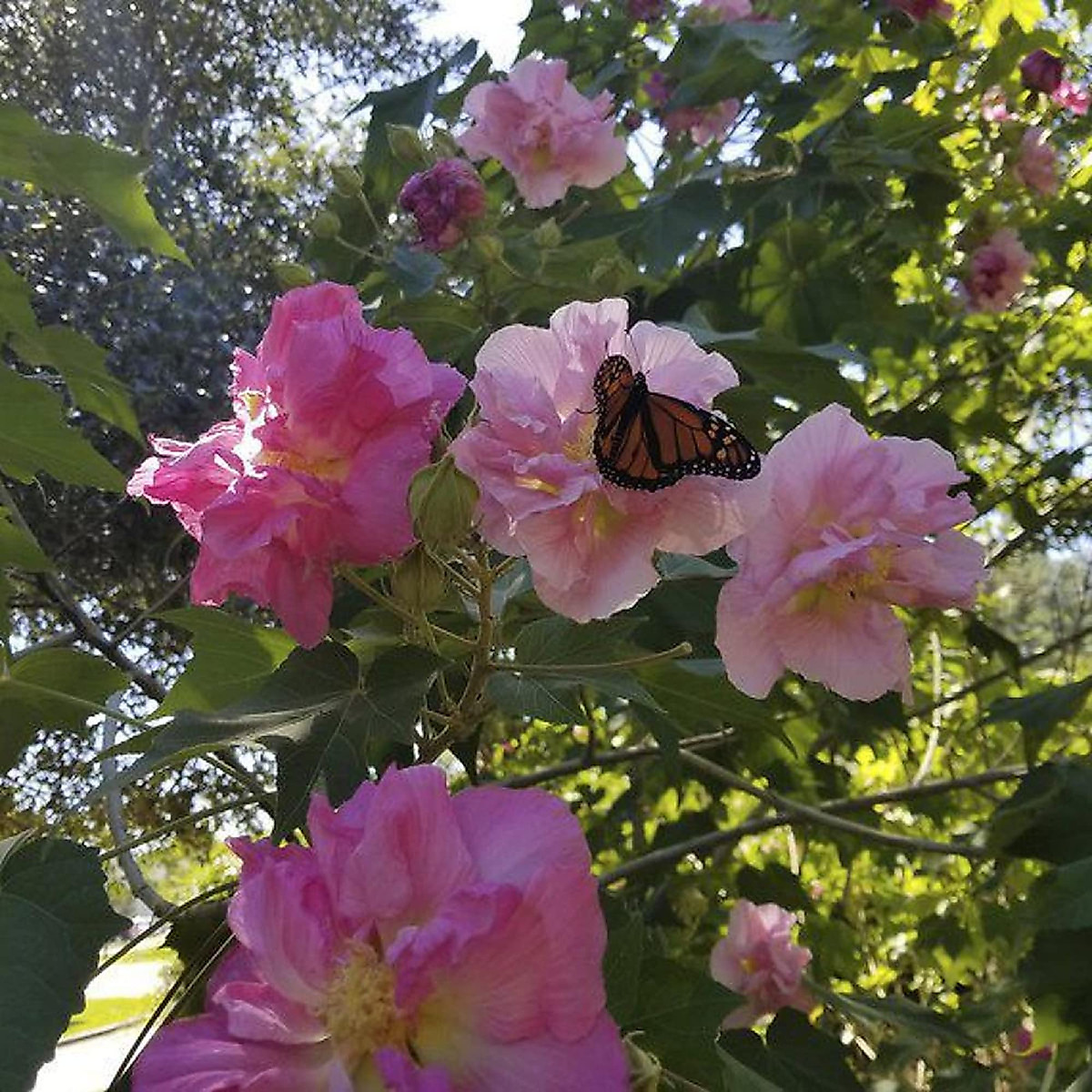 CHUXAY GARDEN Pink Confederate Rose Seed 25 Seeds Mutabilis Deciduous Shrub Lovely Pink Flowering Plant Wonderful Choice for Garden