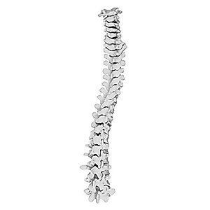 Vision Scientific VAS220-CC0 Life Size, Total Disarticulated Skeleton | Bones & Osteological Features Numbered for Identification | 3-Part Skull | Key to Numbered Structures W Manual & Carrying Case