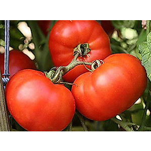 Early Girl Tomato - One of The Earliest Tomatoes(25 - Seeds)