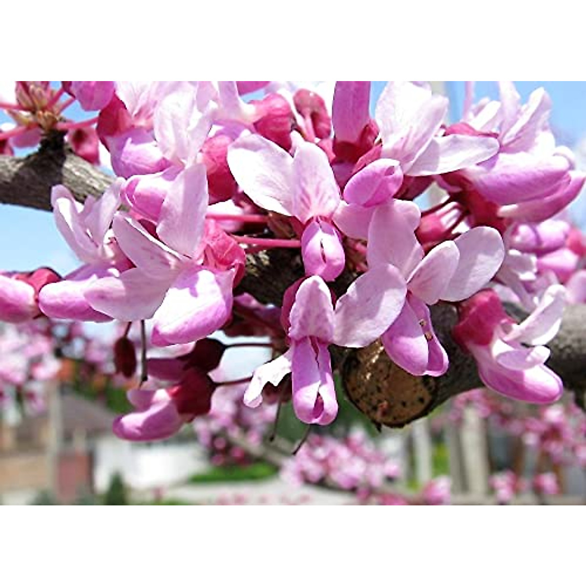 Judas Tree Bonsai European Redbud Tree of Love Flowering Cercis Siliquastrum Sakura 15 Seeds for Planting