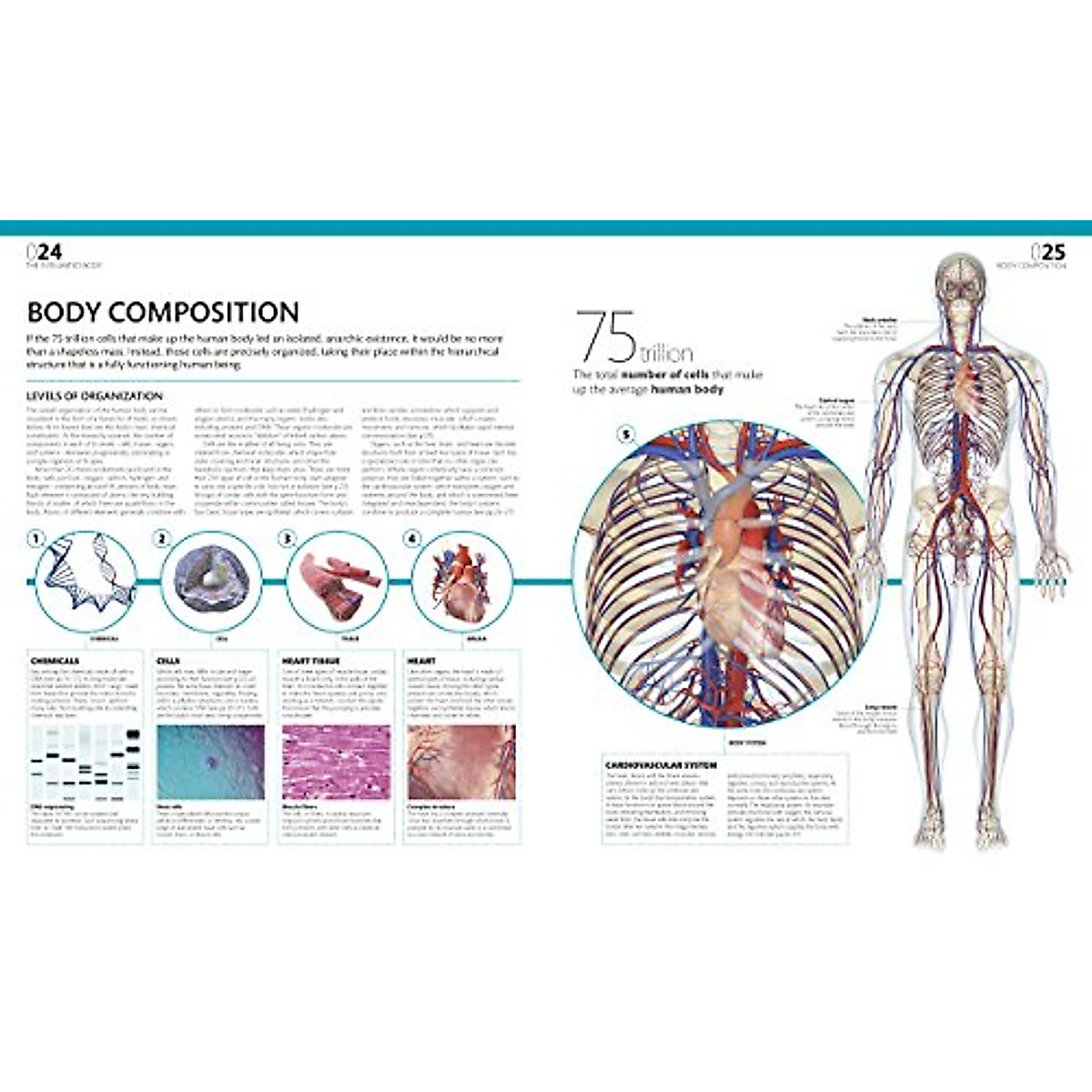 The Complete Human Body, 2nd Edition: The Definitive Visual Guide (DK Human Body Guides)