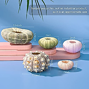 6PCS Hanging Air Plants Holders/Stand Mini Sea Urchin Shell Decorative Tillandsiat Succulent Air Plant Display Container for Home Office Wall Garden Beach Hawaii Theme Party Favors