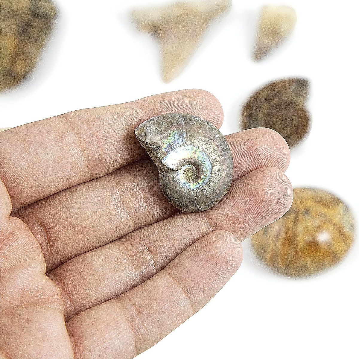Museum Quality Fossil Collection Kit Featuring Dinosaur Fossils, Ammonites, Trilobite, Shark Tooth, Urchin and Fish Fossil - Collectors Edition Paleontology Set