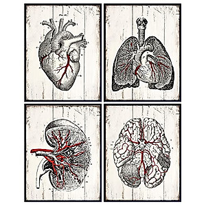 Medical Anatomy - Vintage Human Organs Wall Art Sign Plaque Set - Shabby Chic Photo Pictures Prints for Doctor Clinic, Dr Office - Gift for Nurse, Med Student, Cardiologist, Neurologist - Unframed
