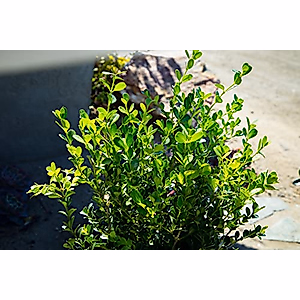 Buxus Japonica Plant (1G), Boxwood Shrubs Live in Planters for Outdoor Plants Live Evergreen Trees Live Plants, Live Outdoor Plants Potted Plants Live Outdoor, Live Trees Live Plant by Plants for Pets