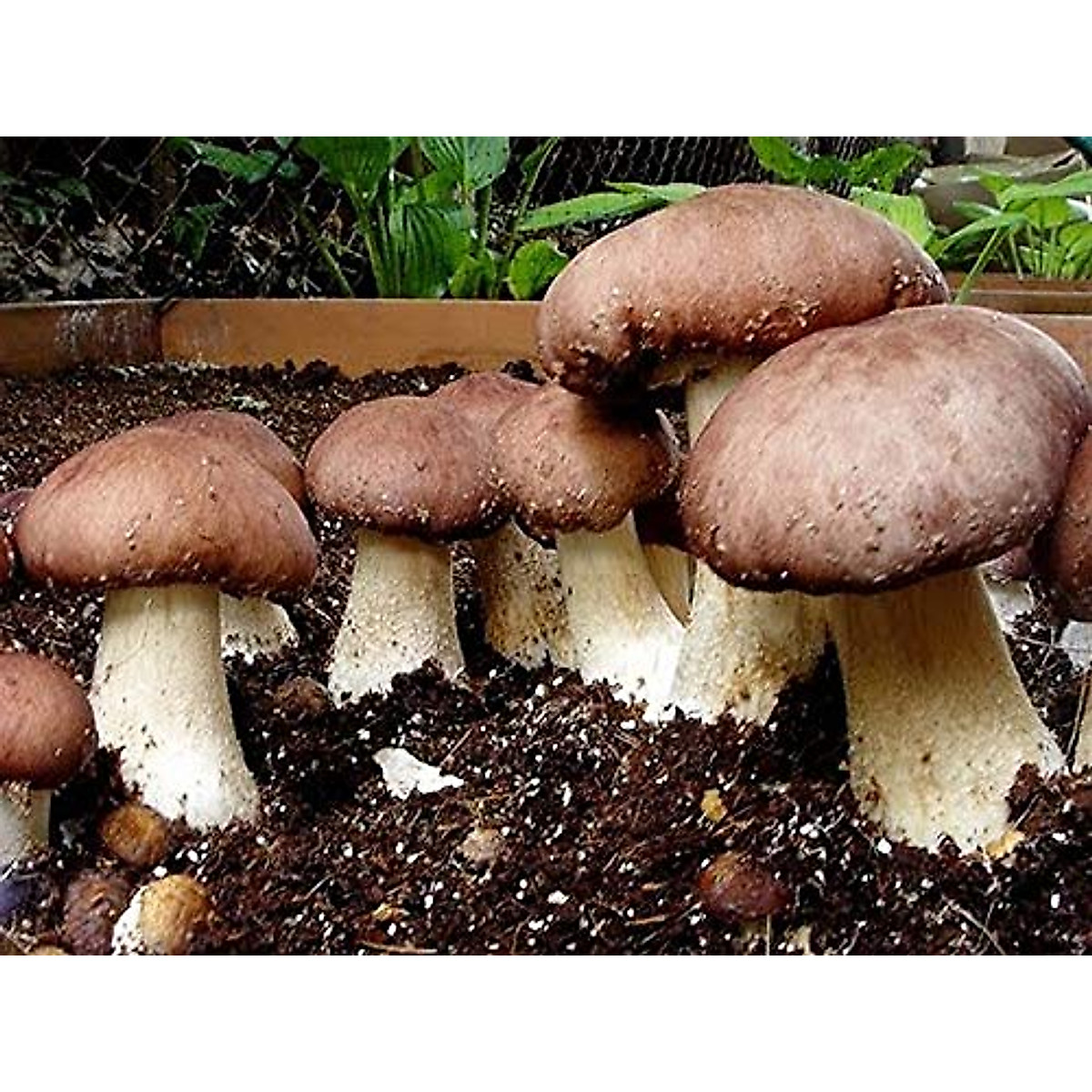 100 Grams of Wine Cap Mushroom Spawn Mycelium to Grow Gourmet Mushrooms at Home or commercially - G1 or G2 Spawn