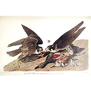 Great-footed Hawk. From"The Birds of America" (Amsterdam Edition)
