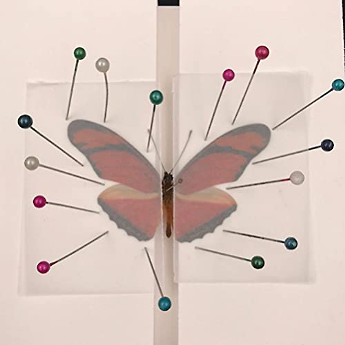 Mipcase Insect Pinning Board Butterfly Spreading Wings Board Insect Specimen Plates Specimen Display Board for Bugs Collection Supplies