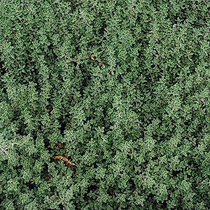 Bonnie Plants Lemon Thyme Live Herb Plants - 4 Pack, Perennial In Zones 7 to 9, Full Sun to Part Shade