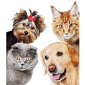 OLLOPETS Eye Care, Organic Homeopathic Remedy for All Pets, 1 Fl Ounce