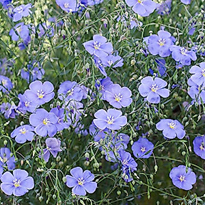 Outsidepride Perennial Linum Perenne Blue Flax Wild Flowers - 5000 Seeds