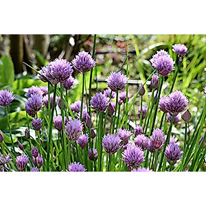 Sow Right Seeds - Chive Seed Collection for Planting - Grow Both Common Chives and Garlic Chives for Your Kitchen - Non-GMO Heirloom Seeds with Instructions to Plant, Indoor or Outdoor; Great Garden