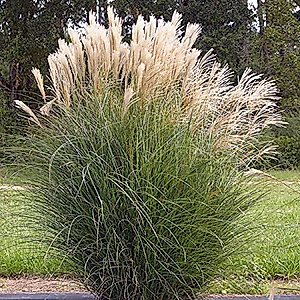 CHUXAY GARDEN Miscanthus Sinensis,Silver Maiden Grass 10 Seeds Hardy Spectacular Plumes Ornamental Grass Home Landscape Easy Grow