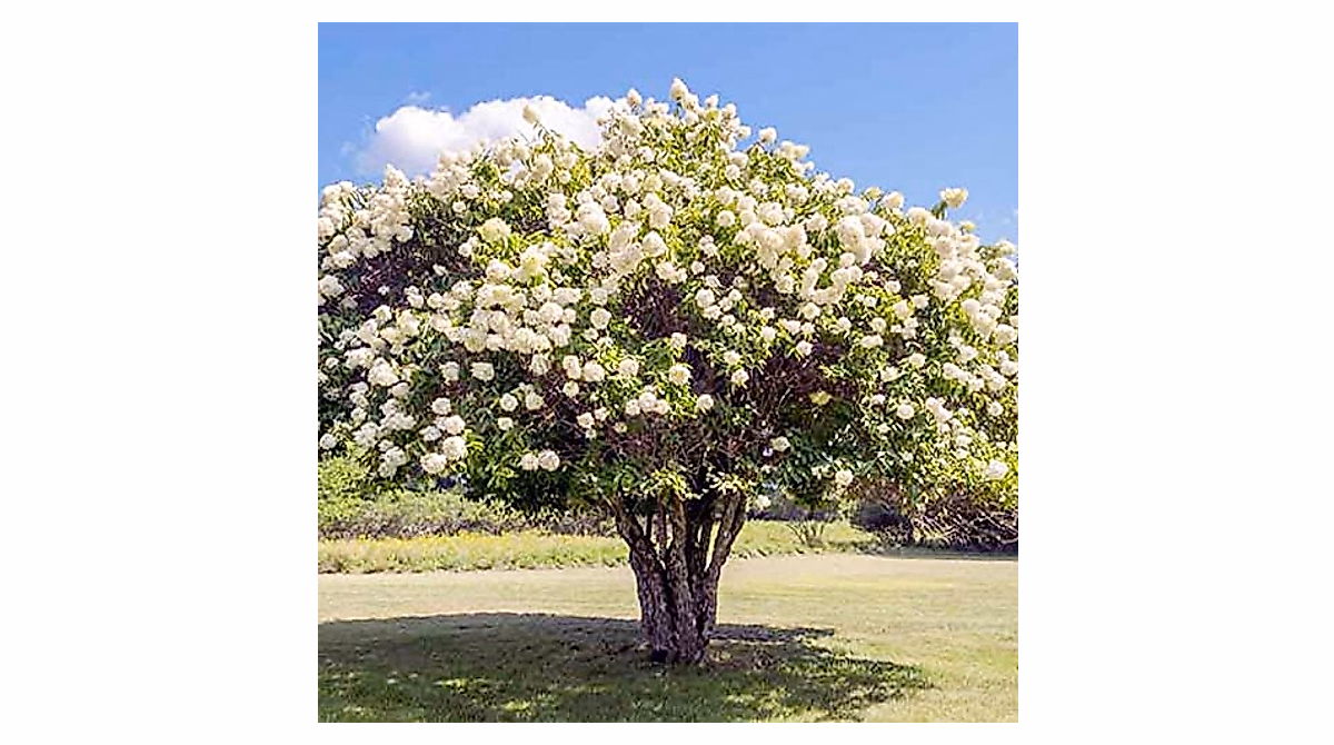 Grow Stunning Pee Gee Hydrangea Seeds - QAUZUY GARDEN